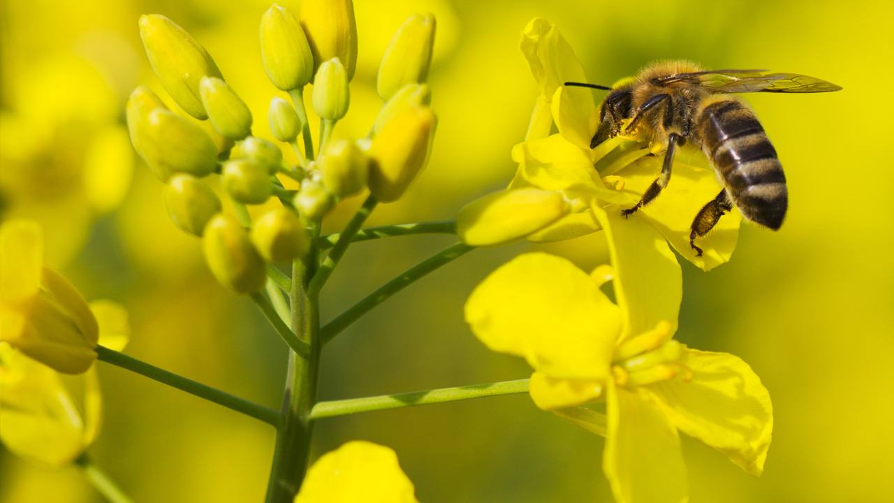 Pollinator Protection e-Learning | BASF Crop Protection Philippines